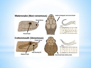 Snake bite and its management | PPTX