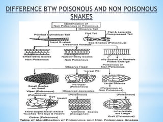Snake bite and its management | PPTX