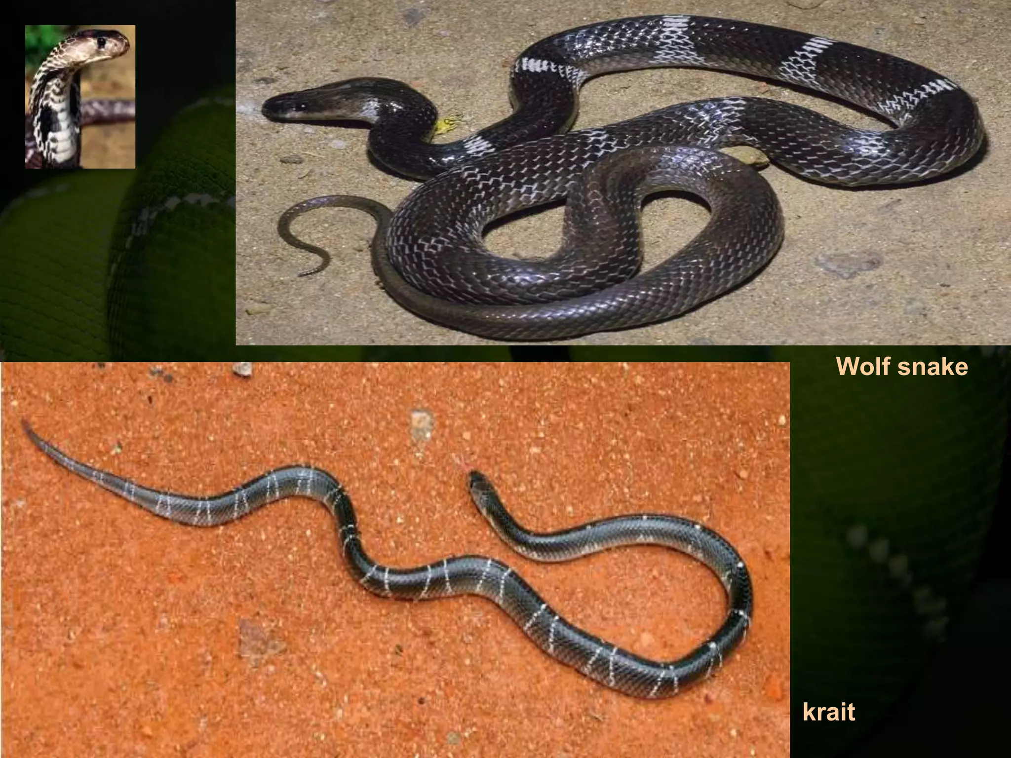 Snake bite and its management- Mayank Kumar Dubey (Forensic/DNA Expert ...