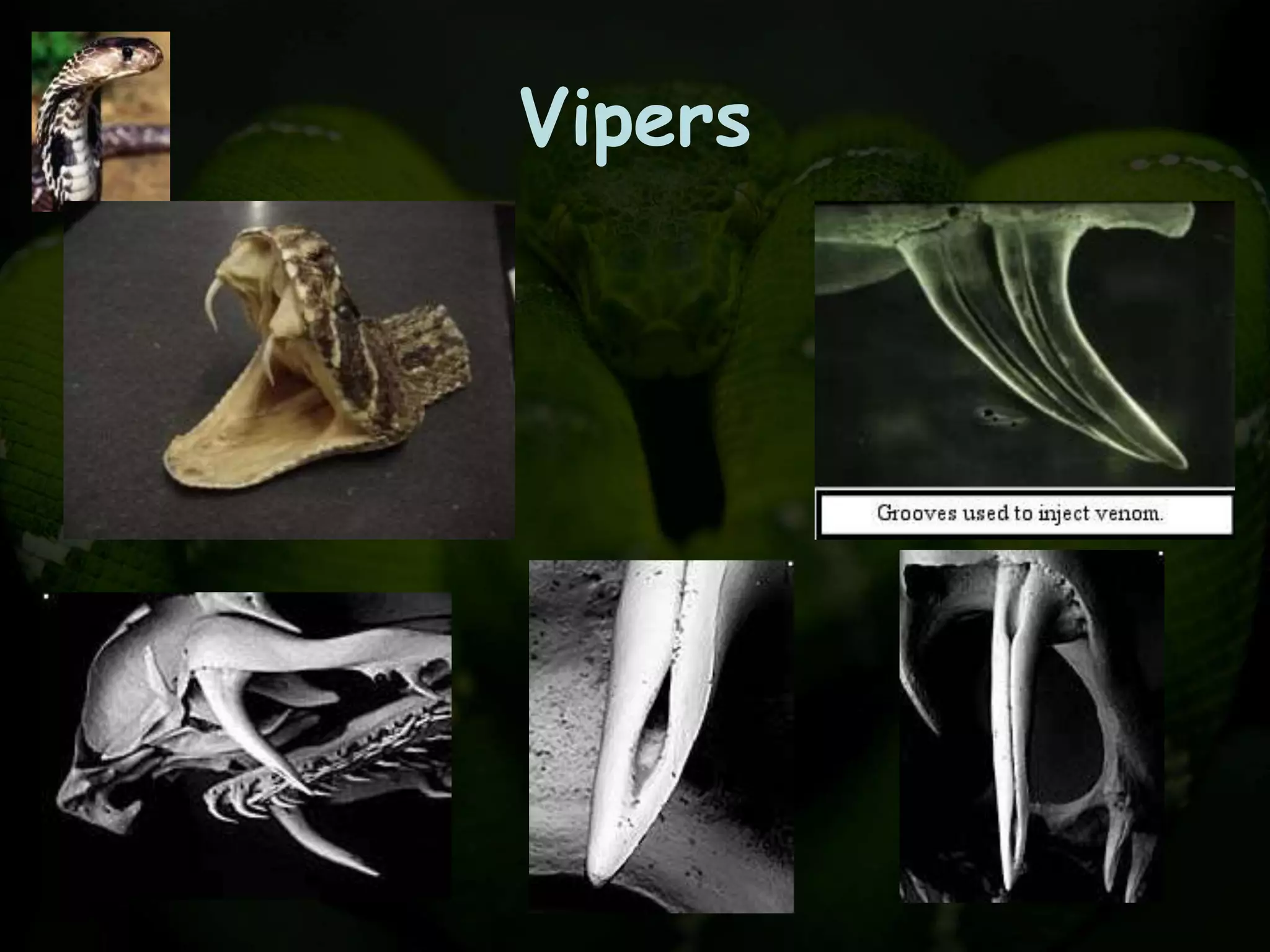 Snake bite and its management- Mayank Kumar Dubey (Forensic/DNA Expert ...