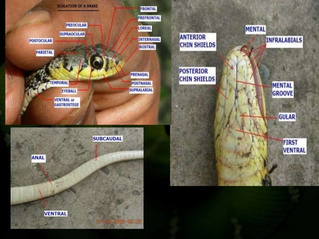 Snake bite and its management- Mayank Kumar Dubey (Forensic/DNA Expert ...