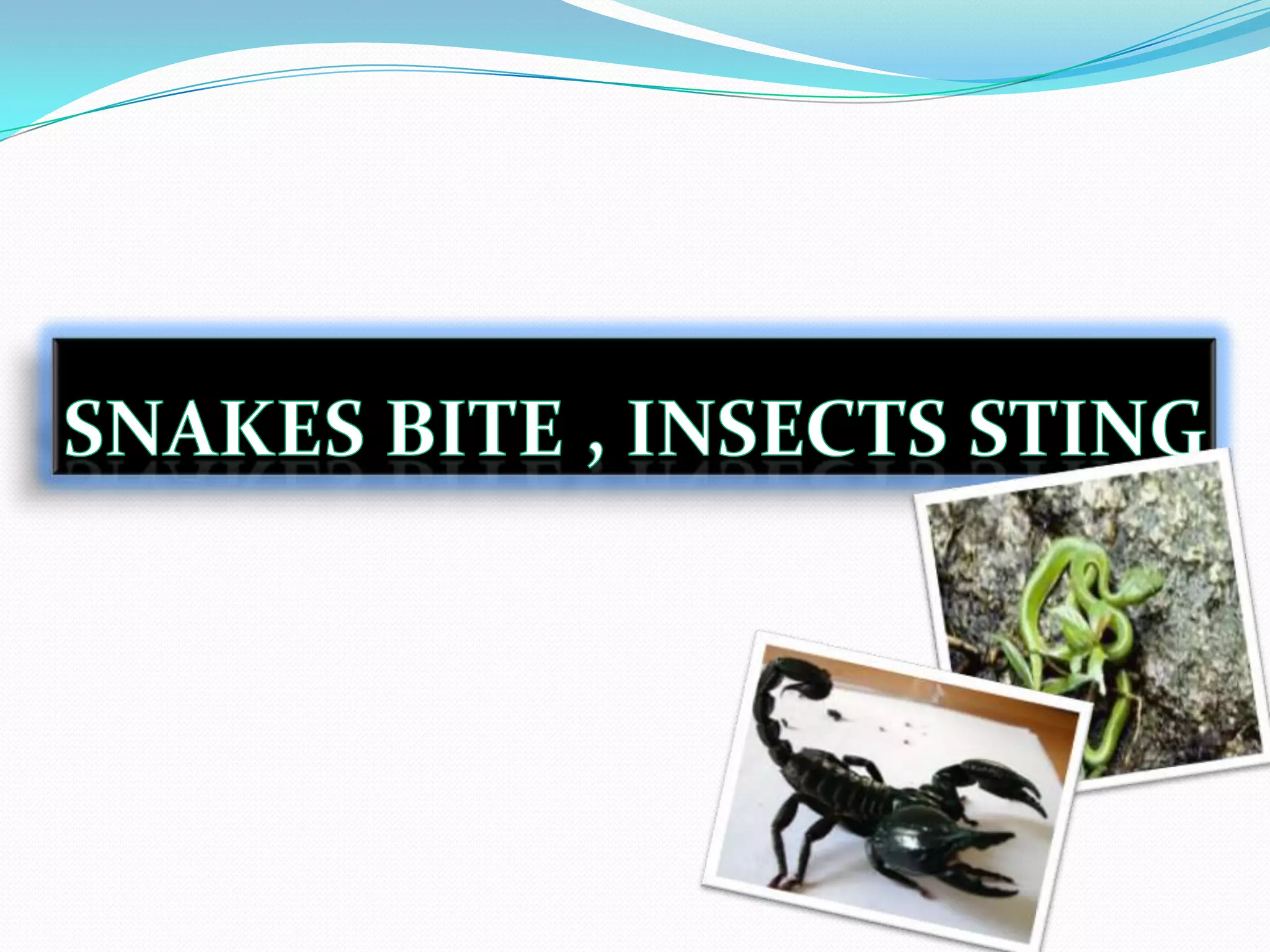 Snake bites and insect stings | PPTX