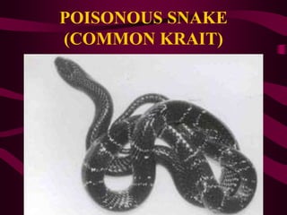 SNAKE BITE (Breif)F_1-2.ppt | Blood Disorders | Diseases and Conditions