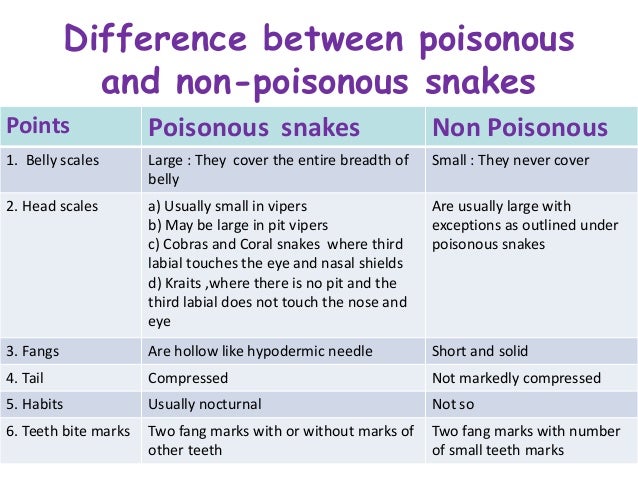 Snake bite final (2)