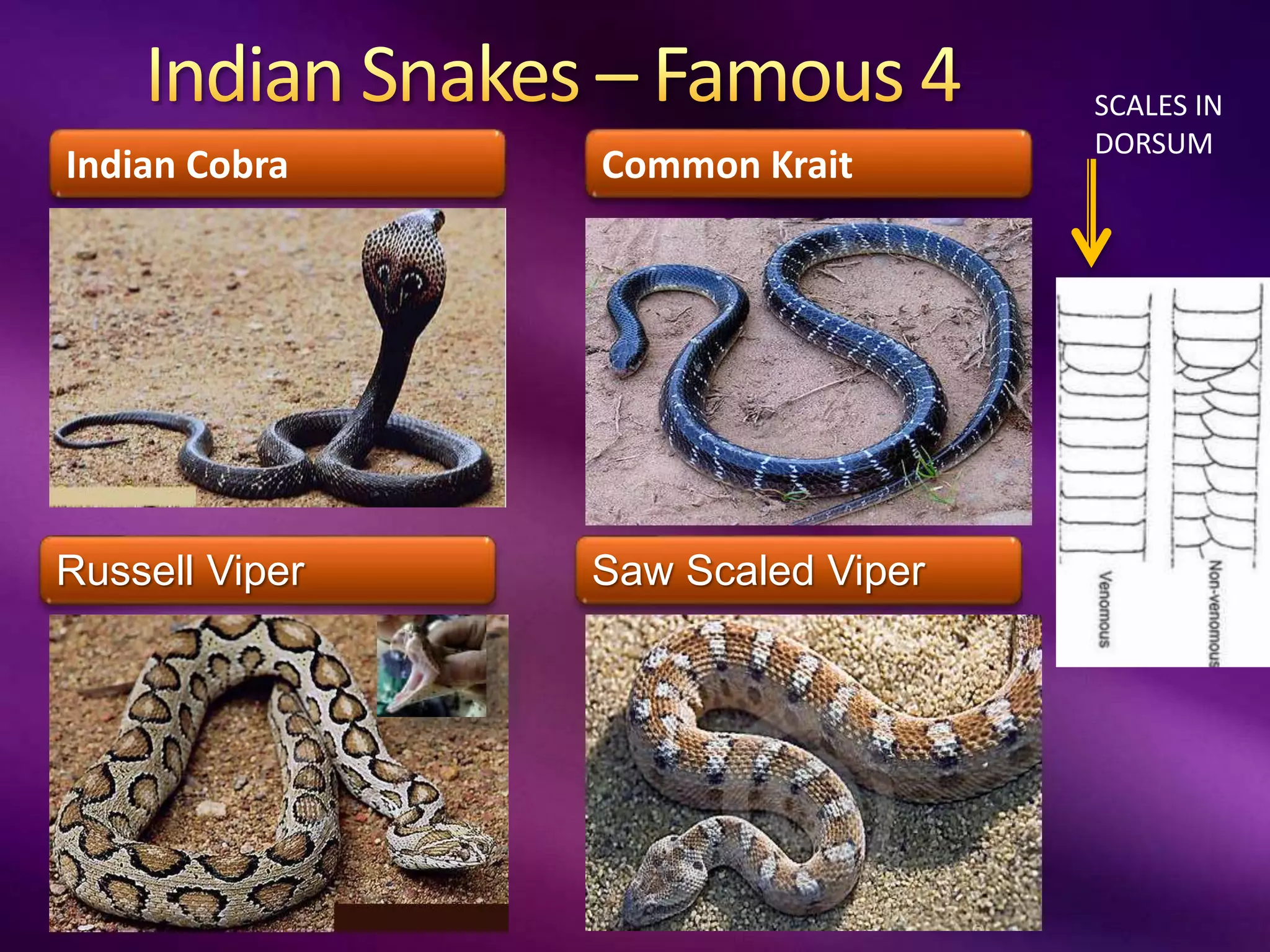 Snake bite management | PPTX