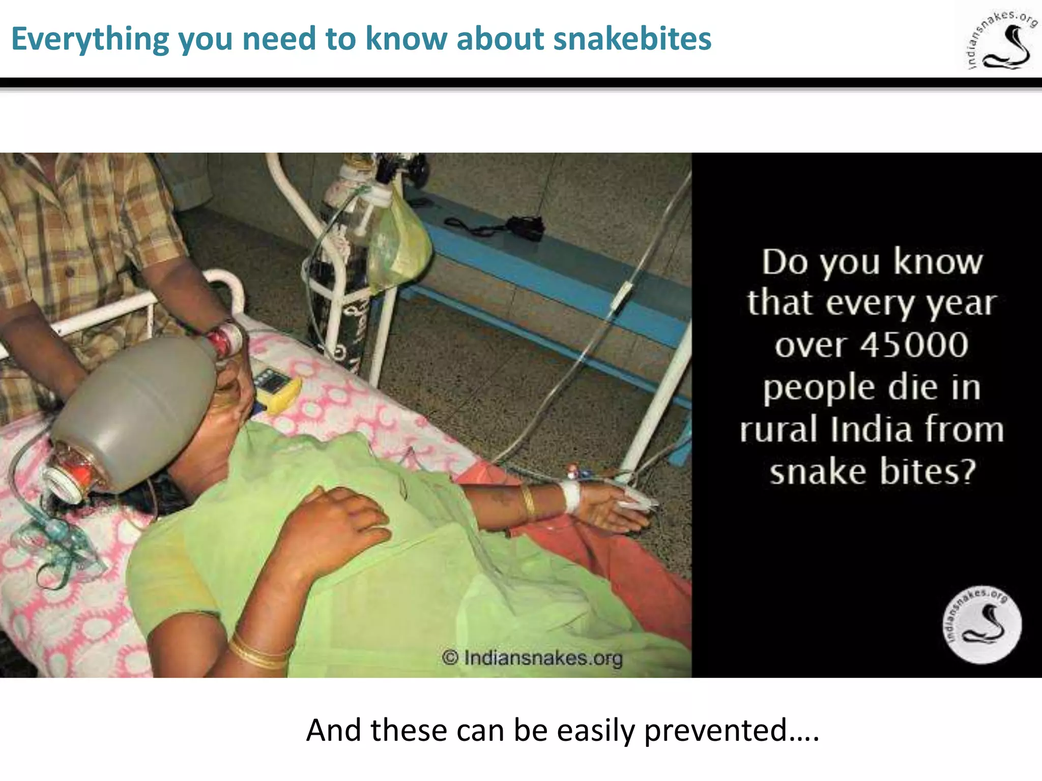 Snake Bite! - Firstaid, Facts & Prevention | PPSX