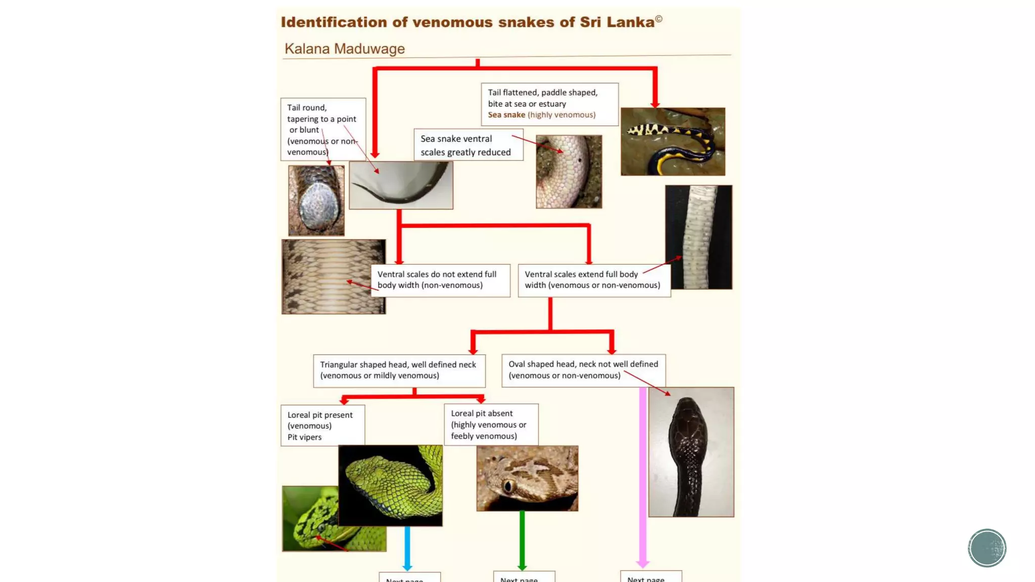 Snake Bite Management.pptx