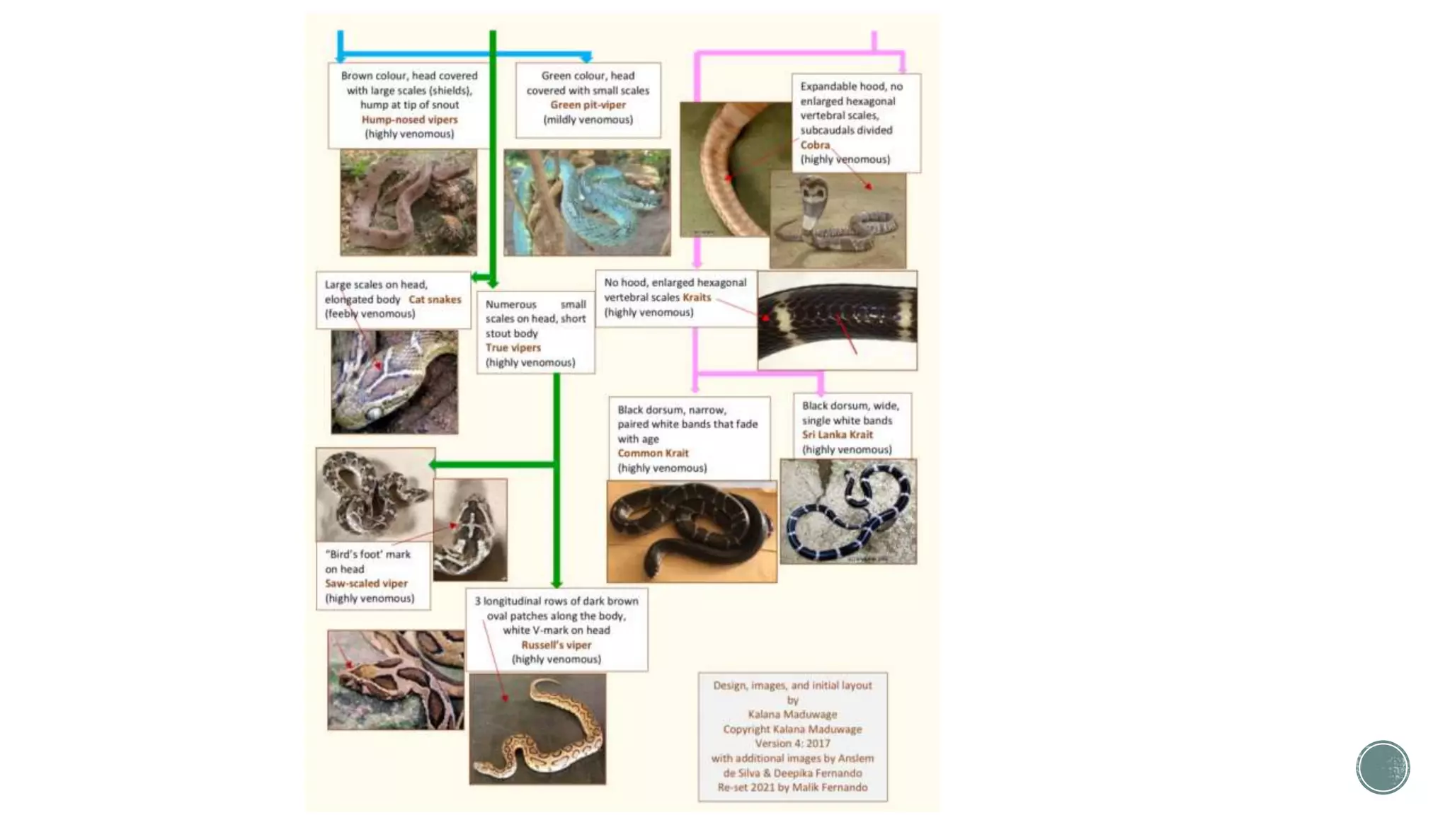 Snake Bite Management.pptx