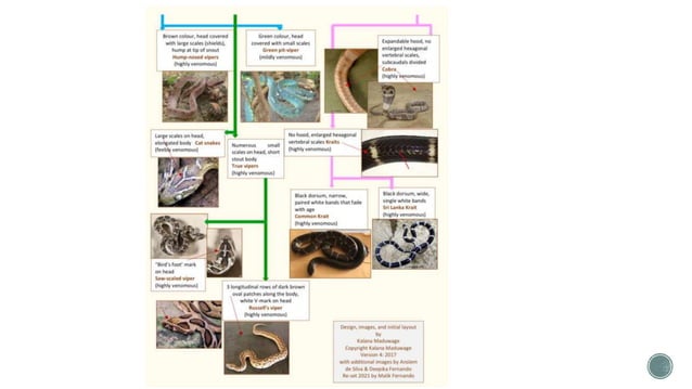 Snake Bite Management.pptx | Blood Disorders | Diseases and Conditions