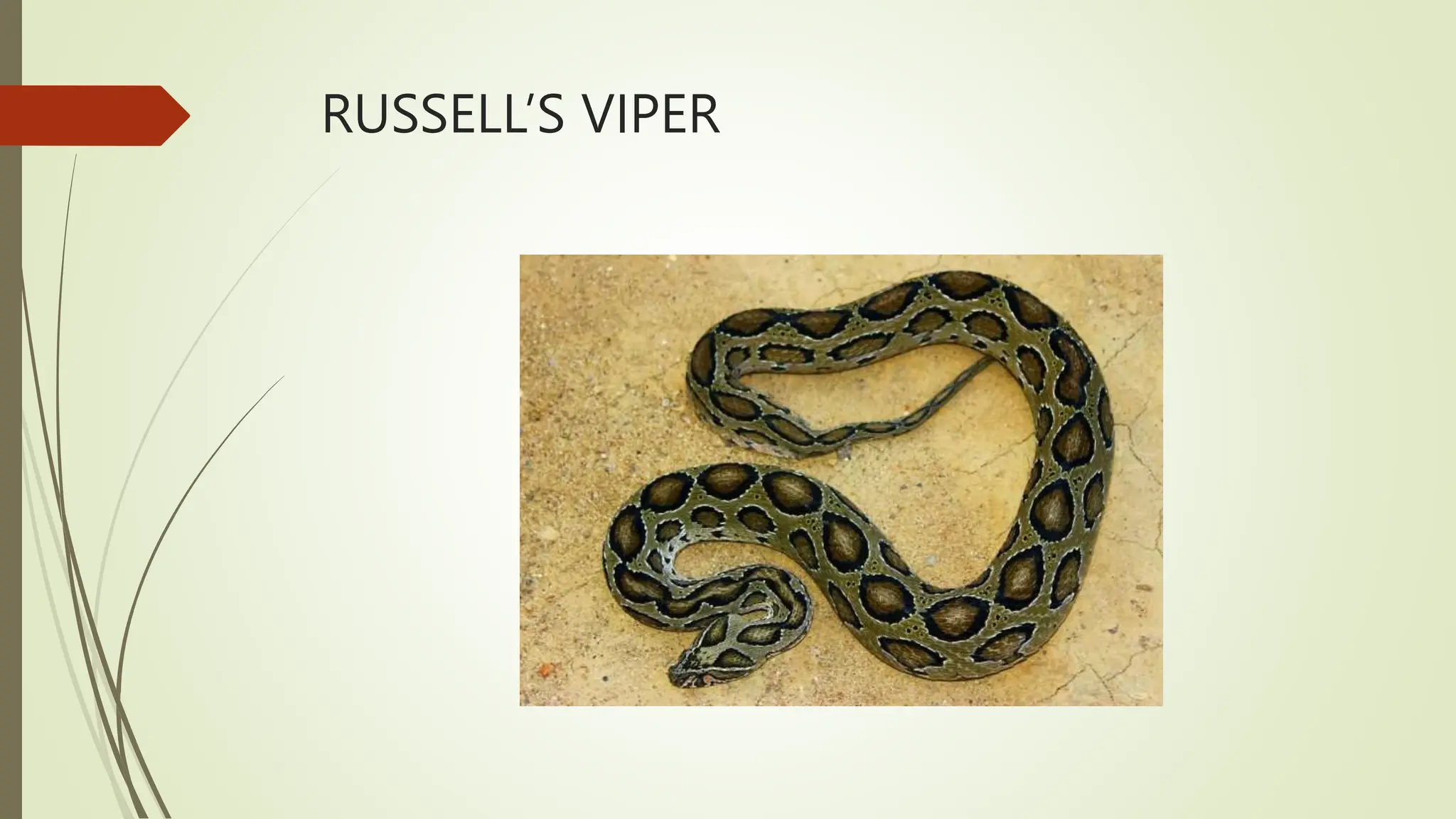 Snake Bite Management.pptx