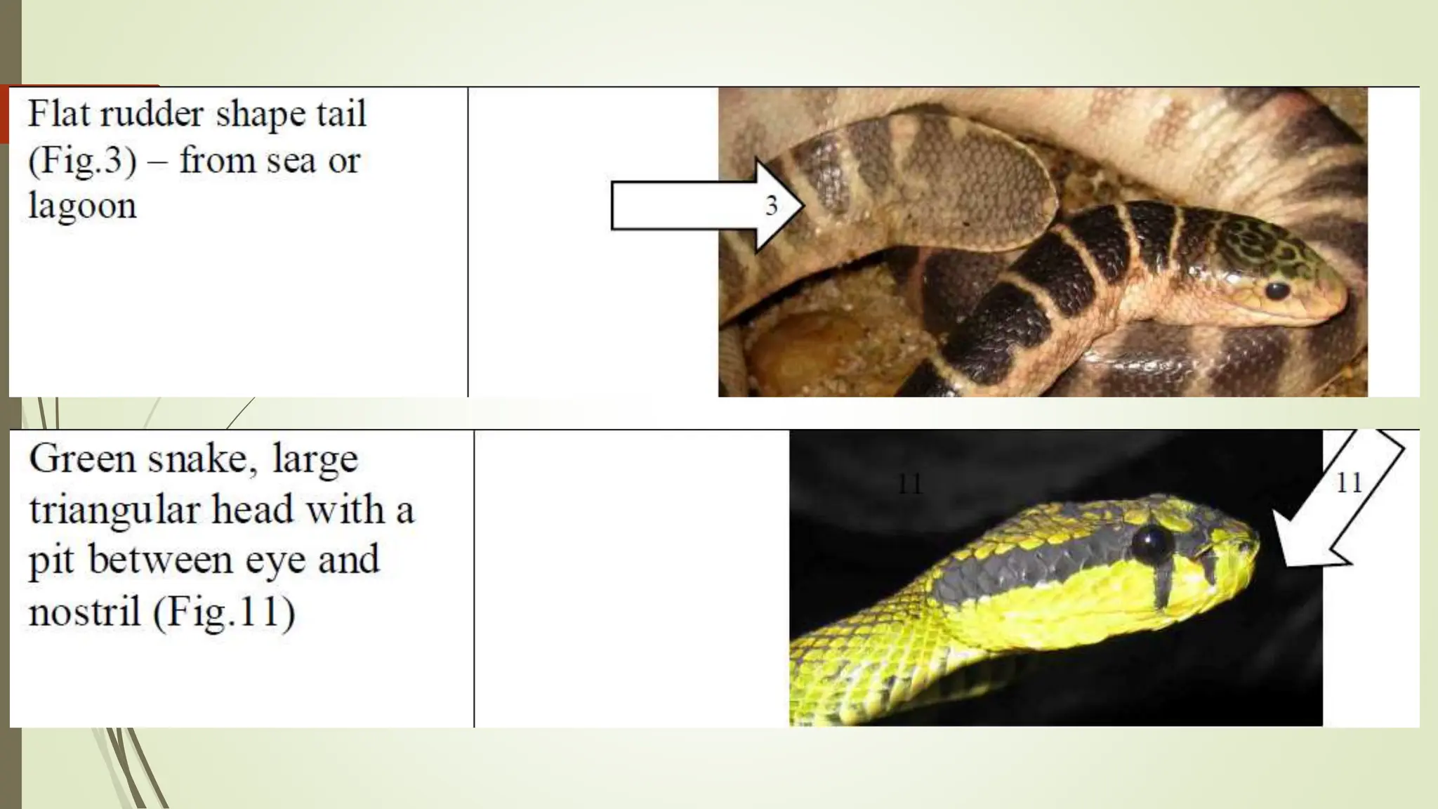 Snake Bite Management.pptx