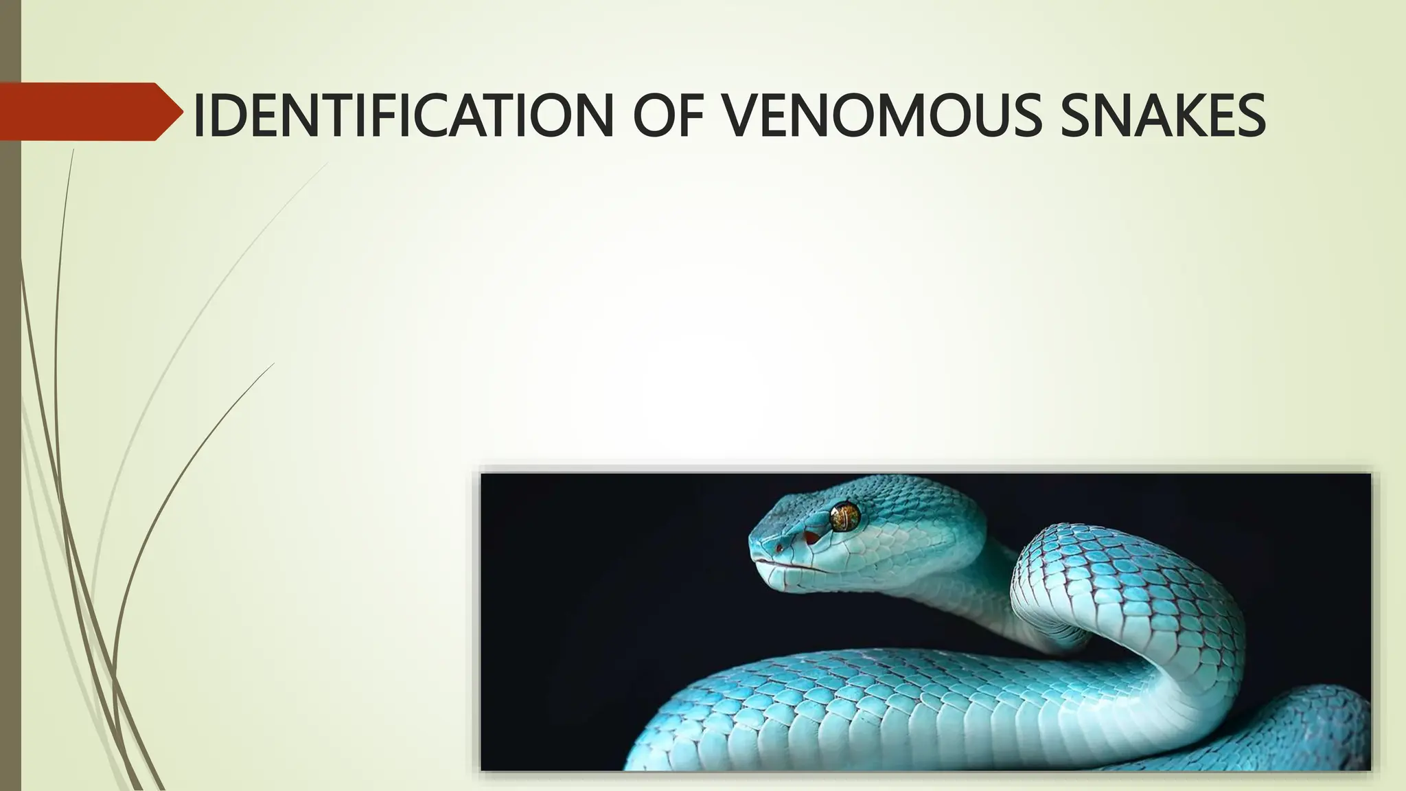 Snake Bite Management.pptx