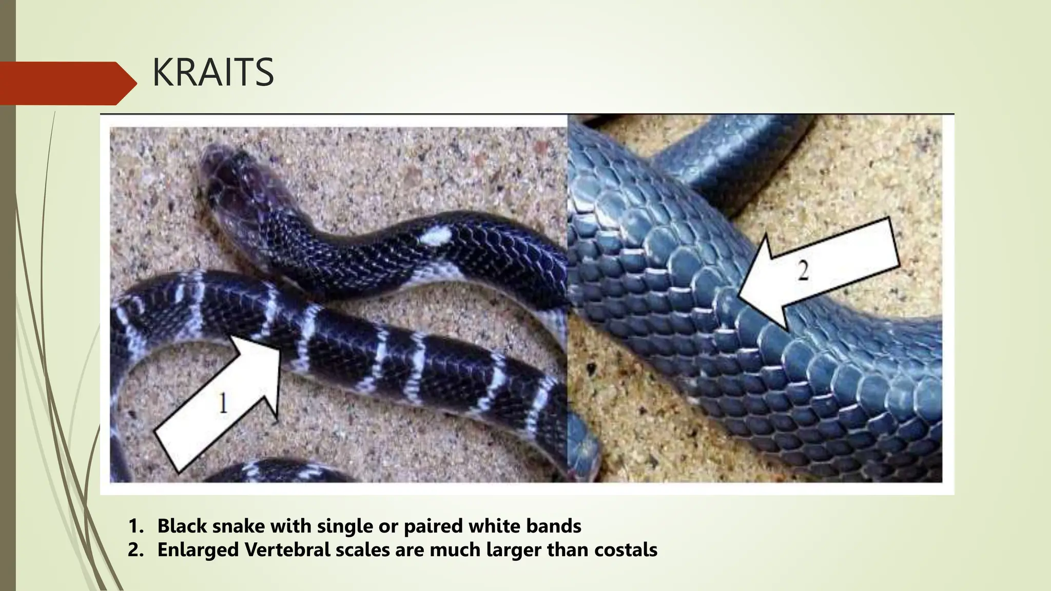 Snake Bite Management.pptx