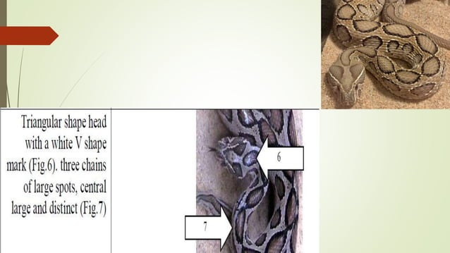 Snake Bite Management.pptx