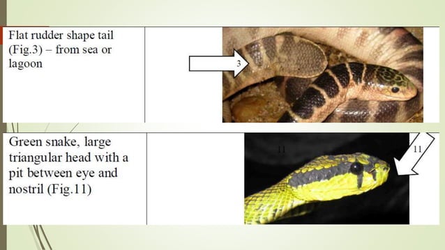 Snake Bite Management.pptx