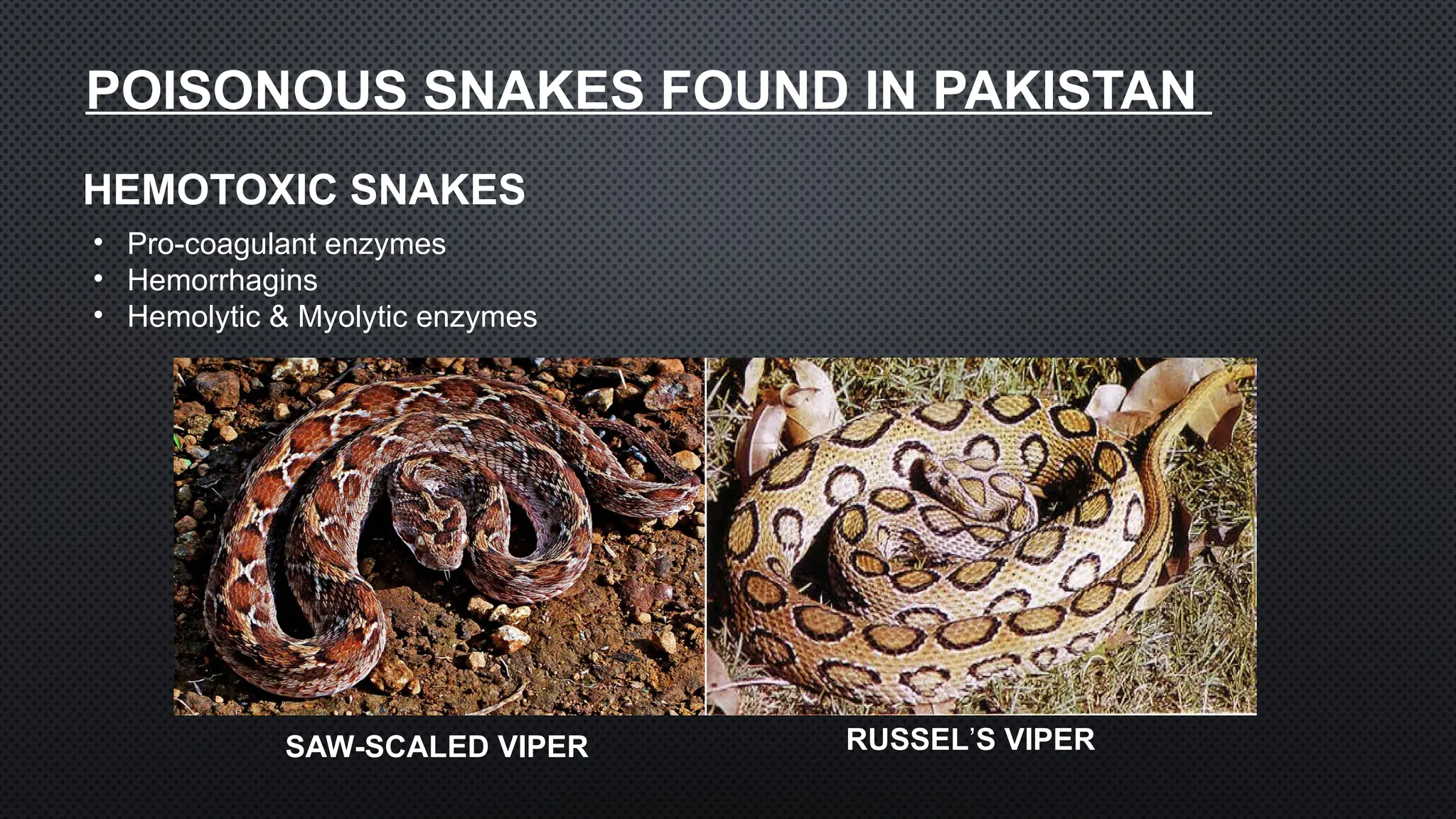 snake bite signs, symptoms and management management .pptx | Free Download