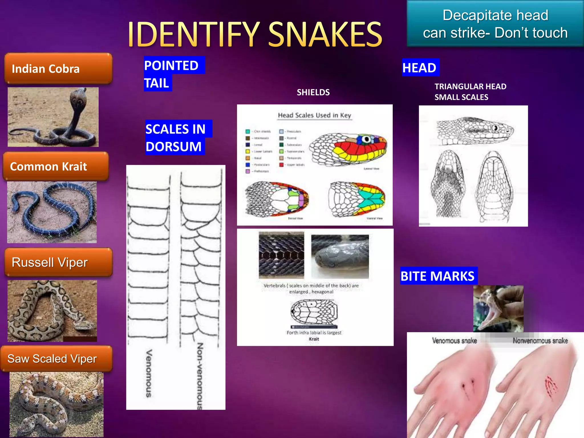 Snake bite management 2021 | PPTX