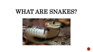 Snake bite poisoning and its treatment by RxVichuZ! | PPTX