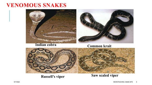 snake bite ppt final.pptx