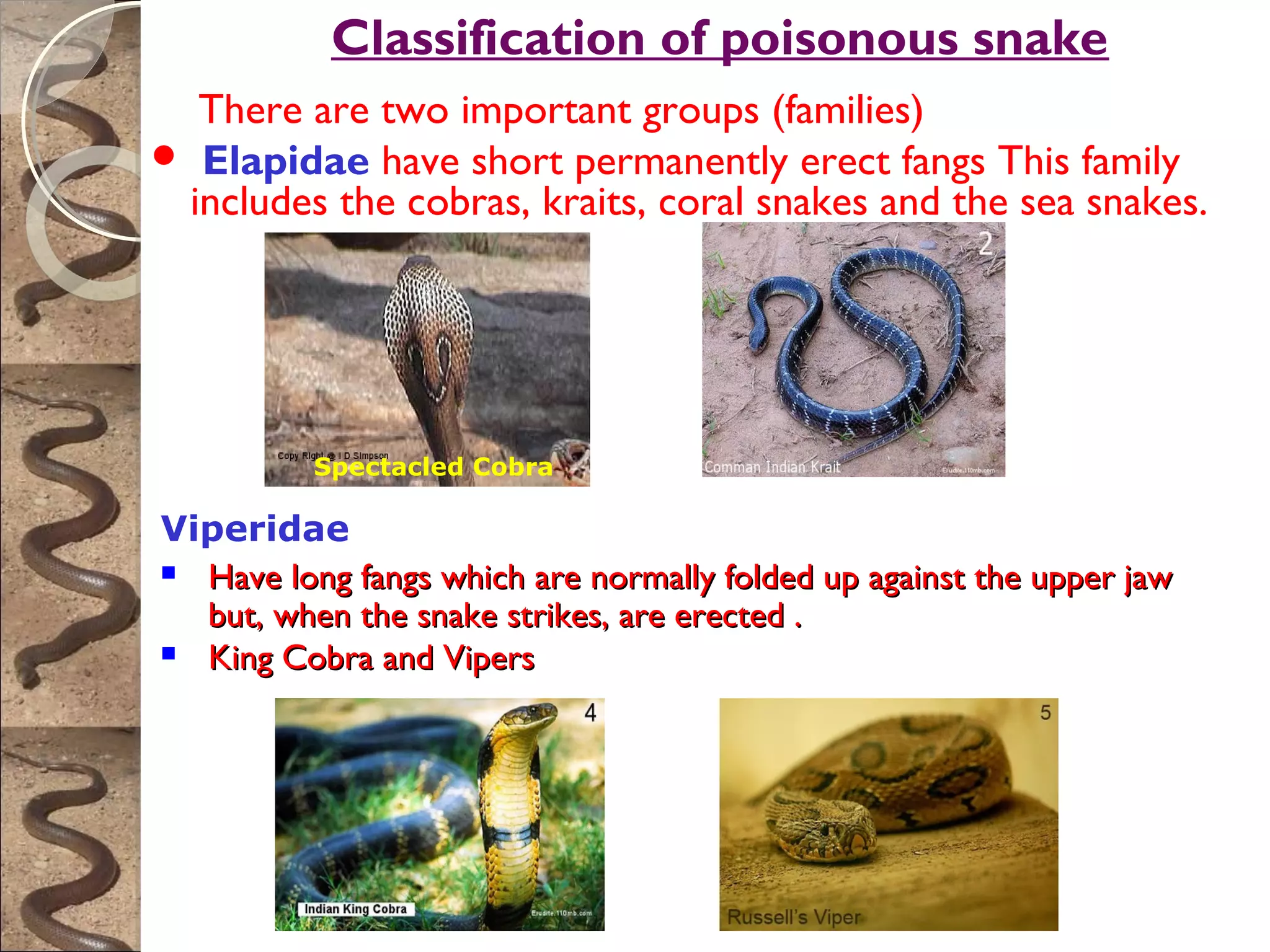 First aid on snake bite | PPT