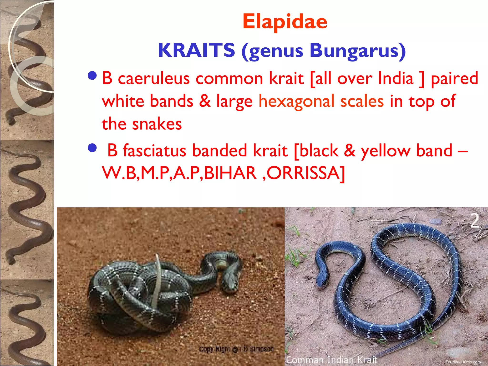 First aid on snake bite | PPT