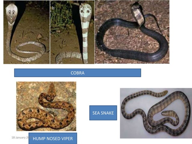 Snake bite protocol | PPT