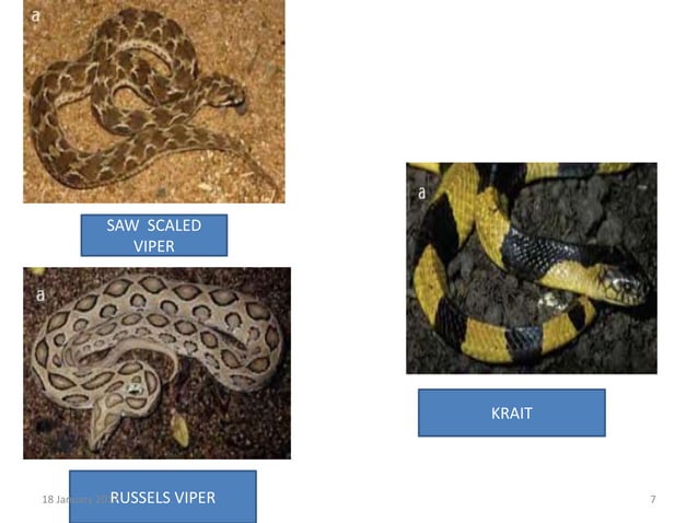Snake bite protocol | PPT