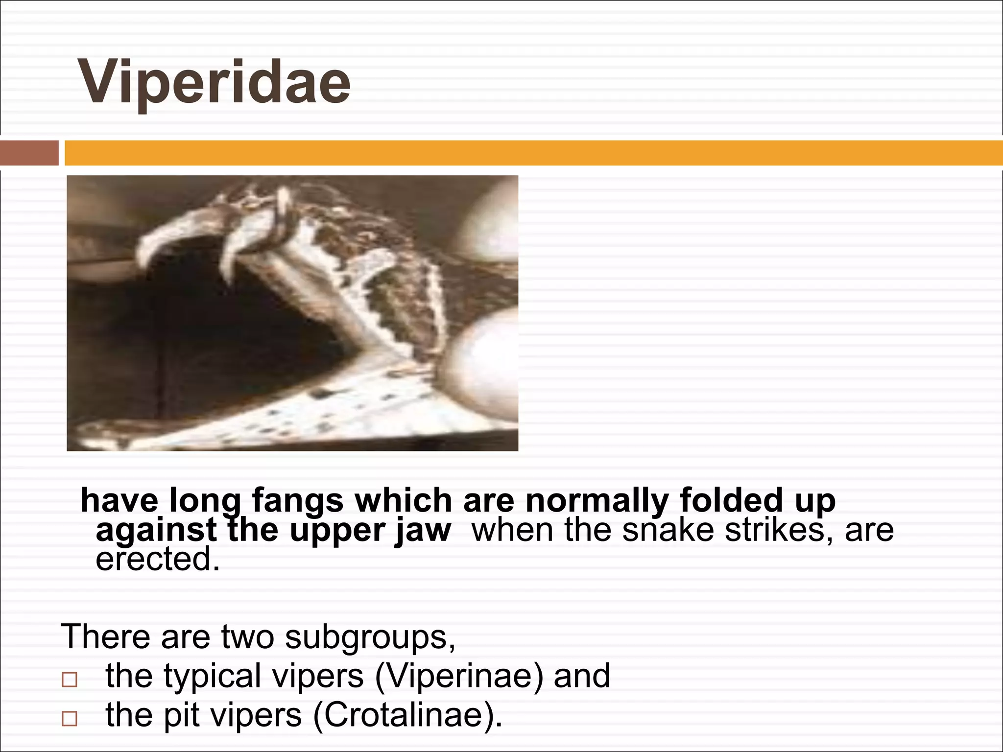Snake Bites- Dr Sabah | PPT