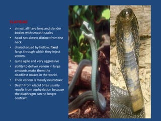 Snake bites | PPTX