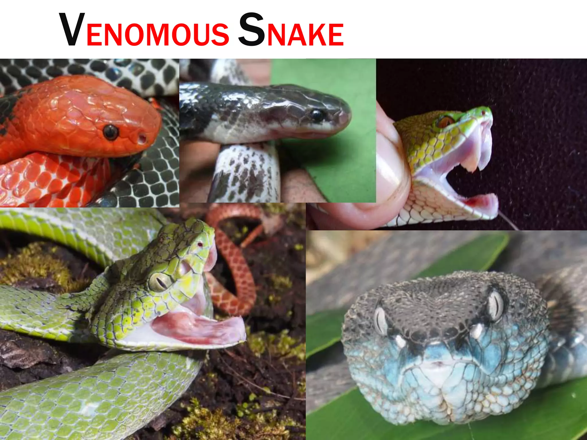 Snake Bite SHI - New.pptx