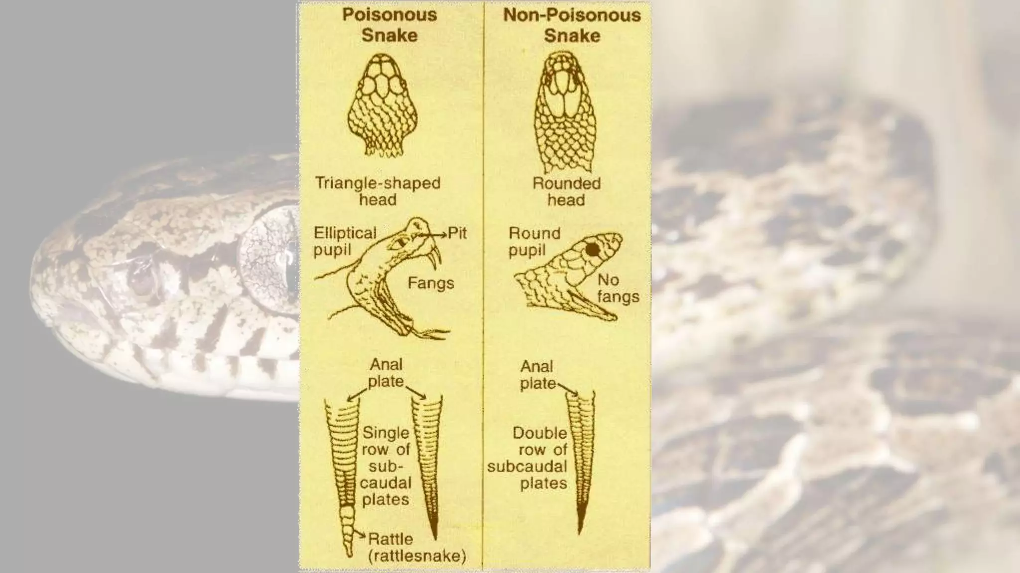 Snake bite and its management by first aid and antivenom | PPTX