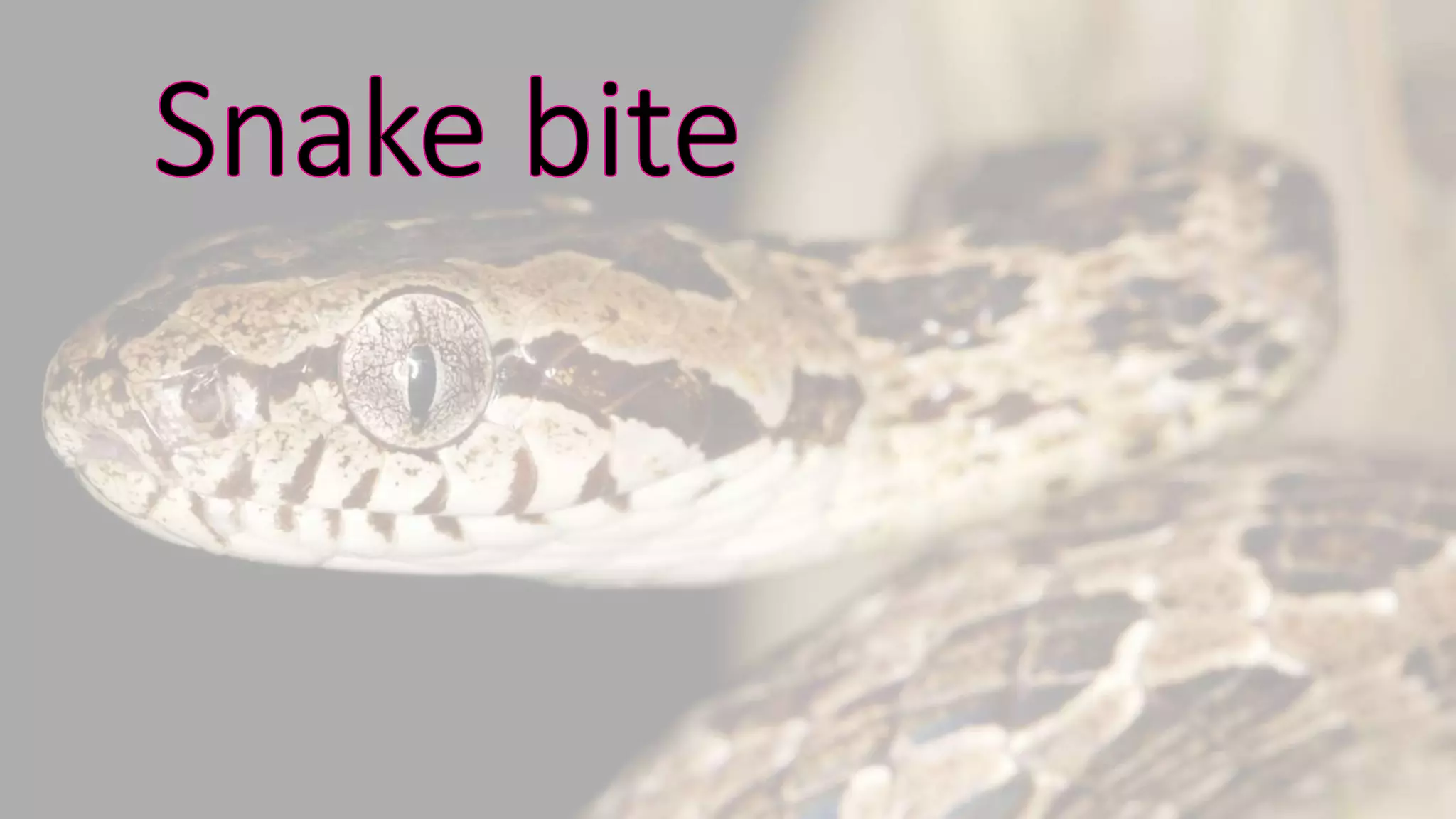 Snake bite and its management by first aid and antivenom | PPTX