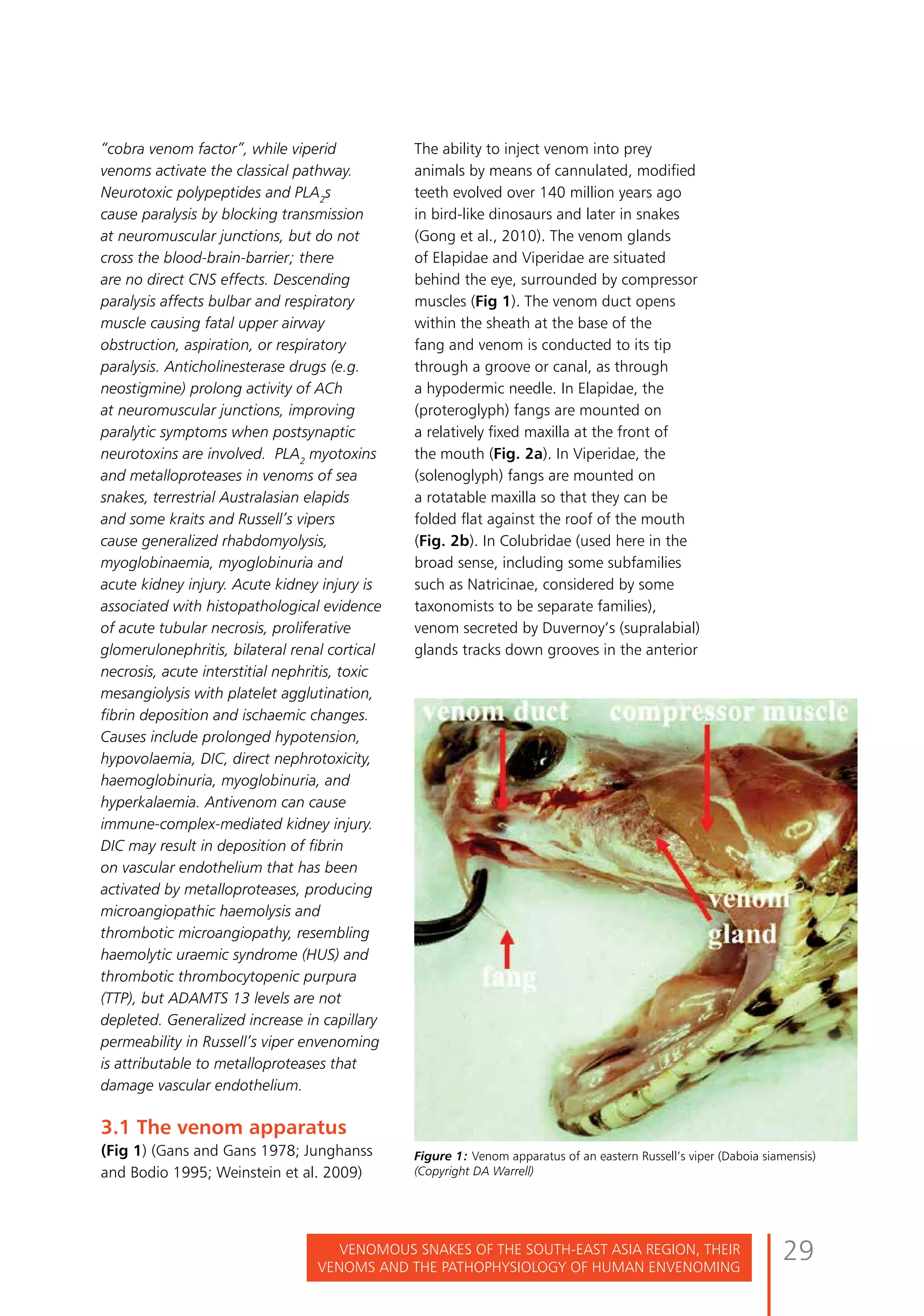 Snake bite who guidelines | PDF