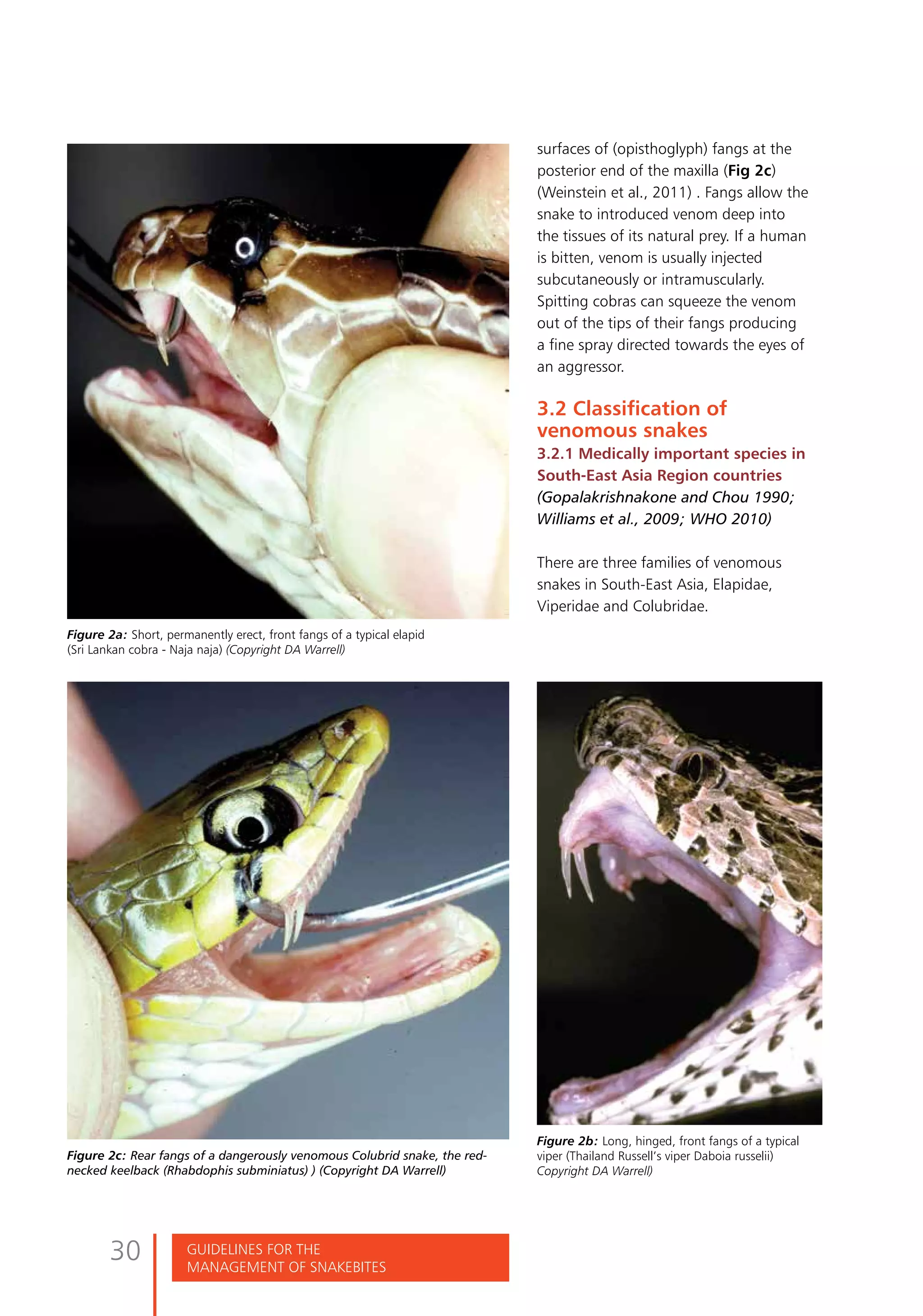 Snake bite who guidelines | PDF