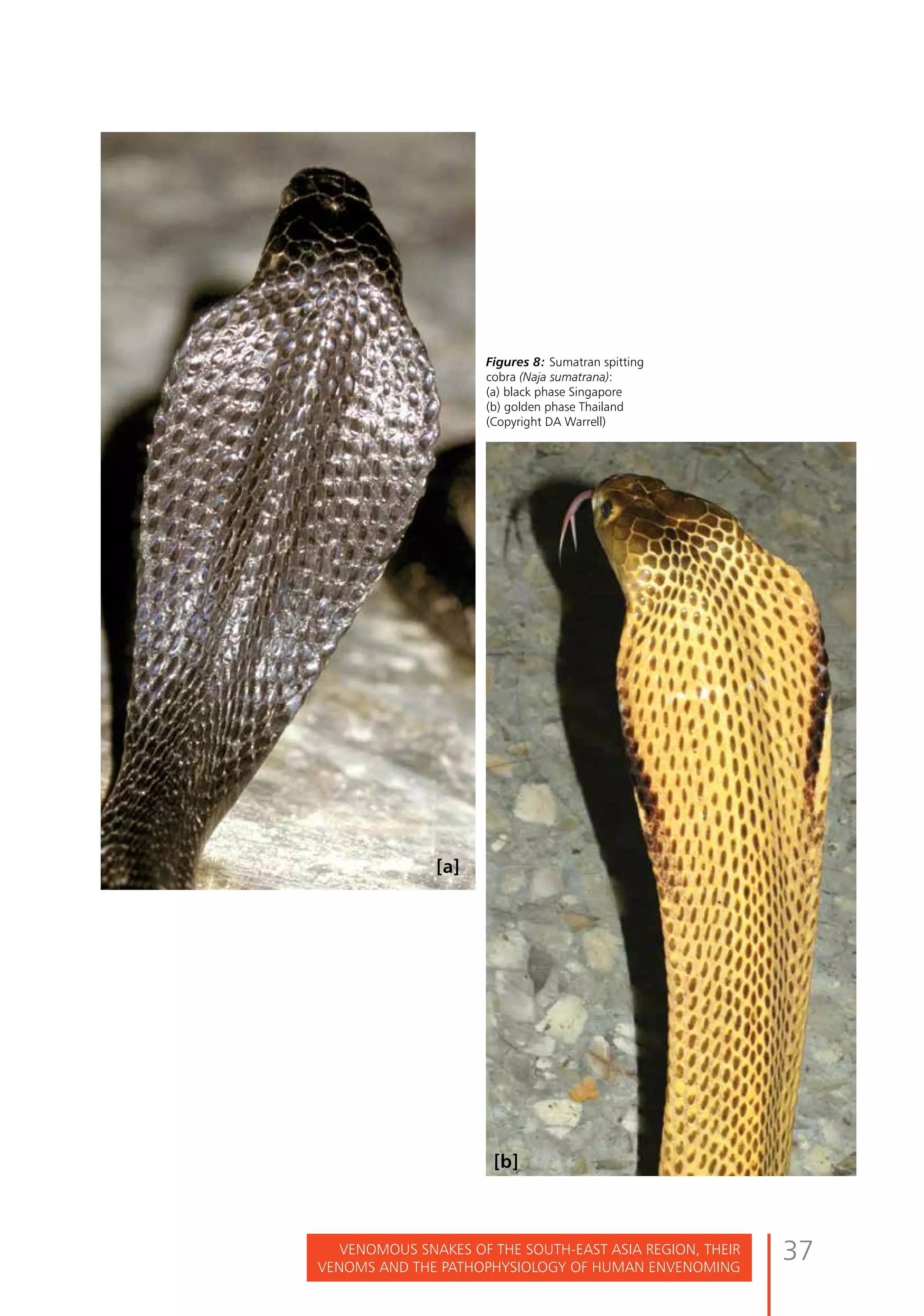 Snake bite who guidelines | PDF