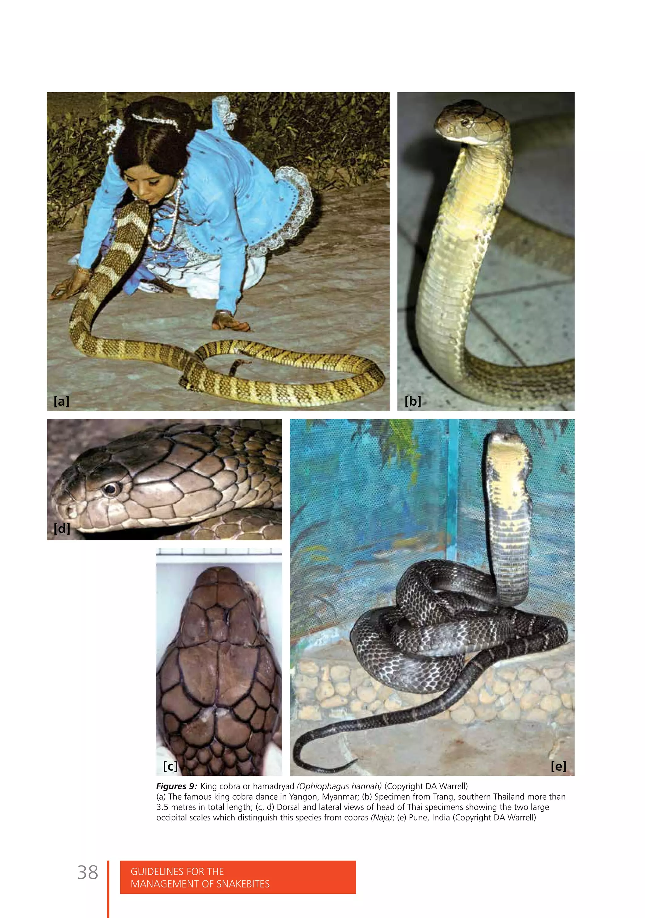 Snake bite who guidelines | PDF