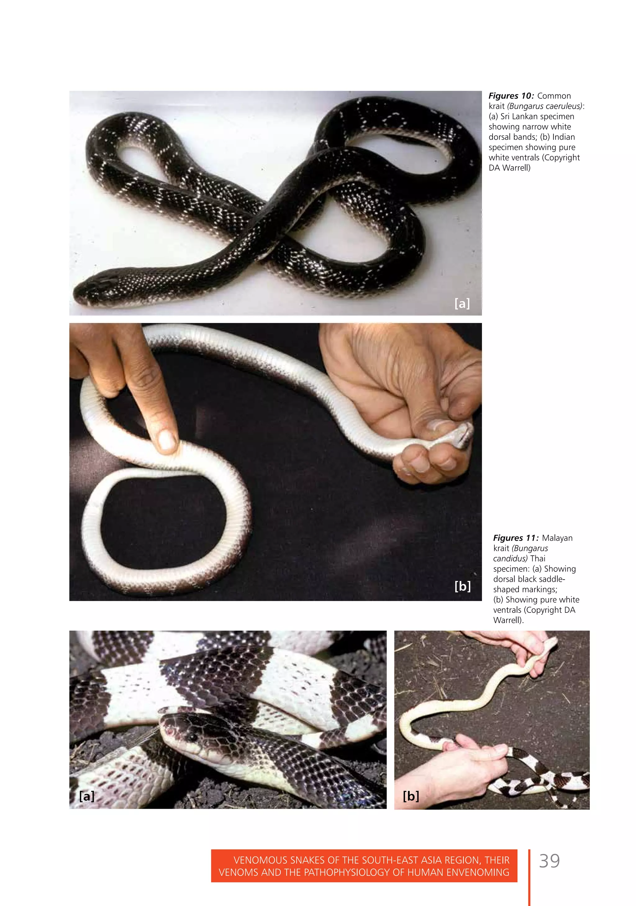Snake bite who guidelines | PDF