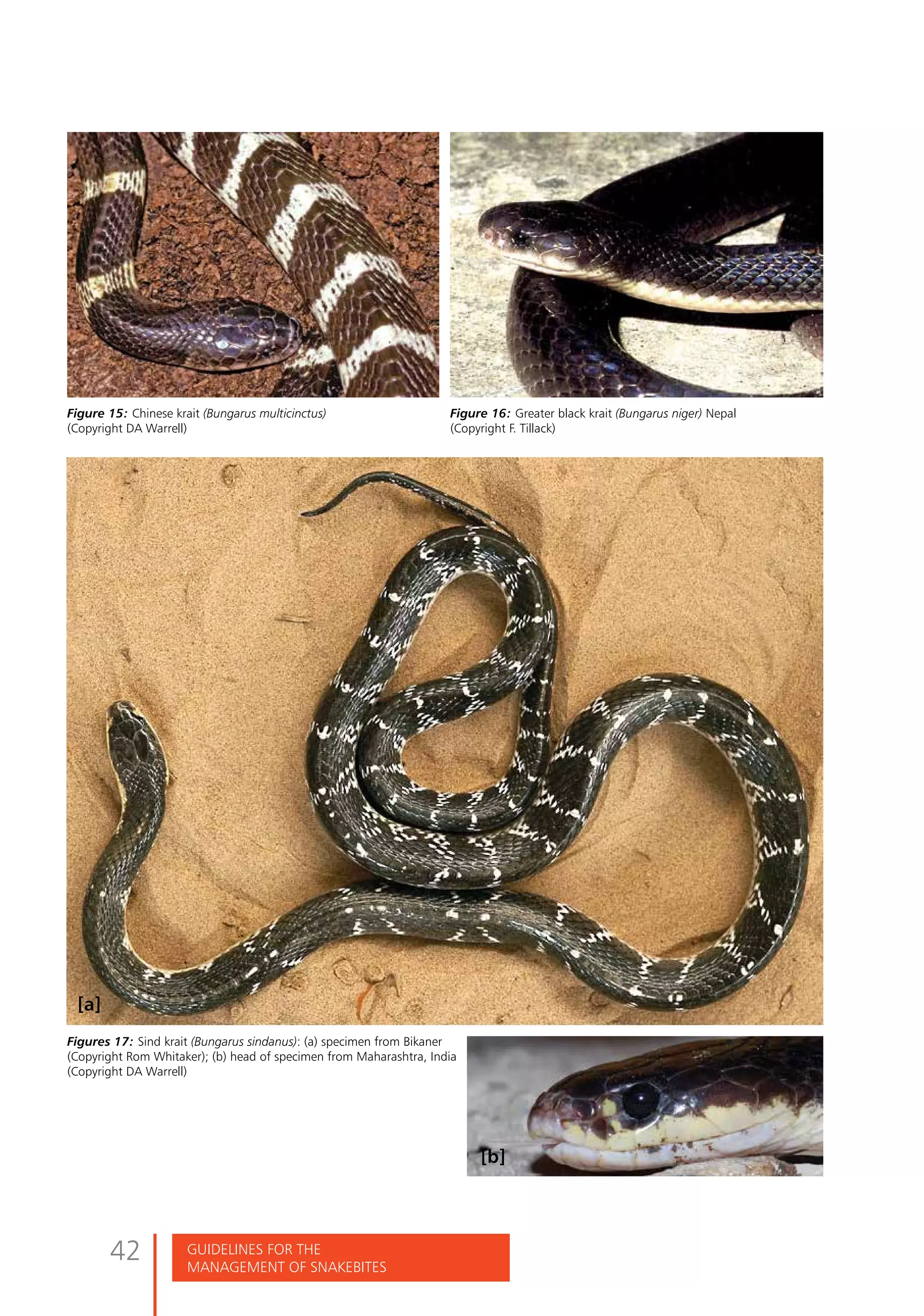 Snake bite who guidelines | PDF