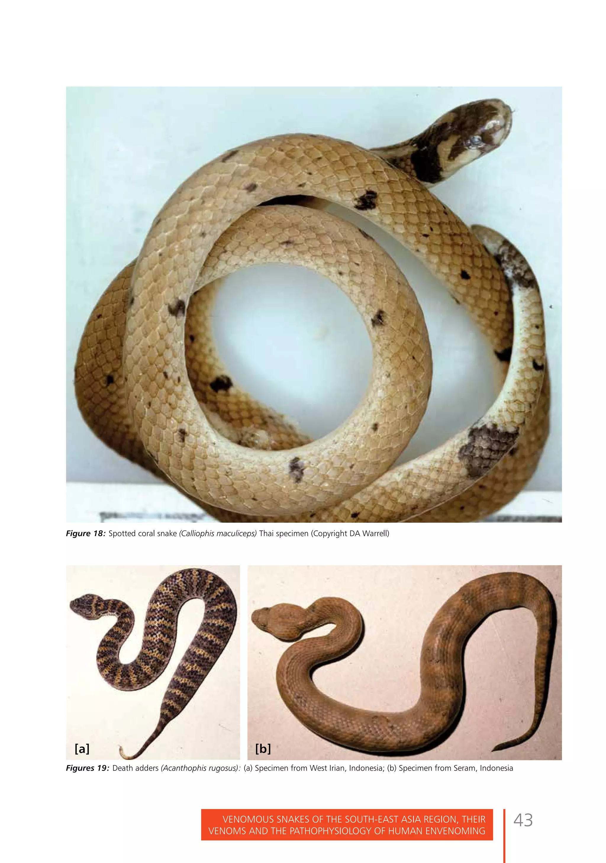 Snake bite who guidelines | PDF