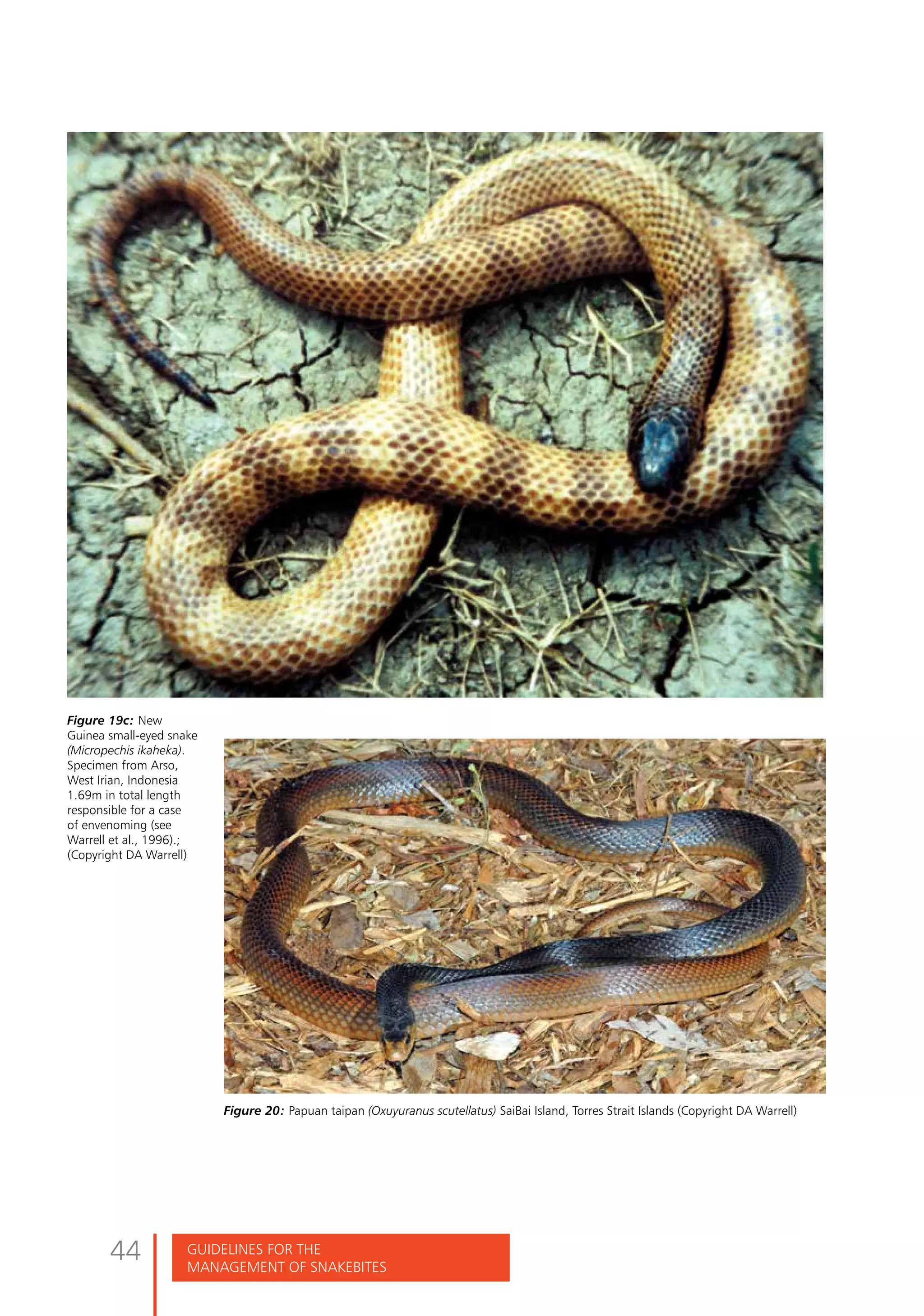 Snake bite who guidelines | PDF