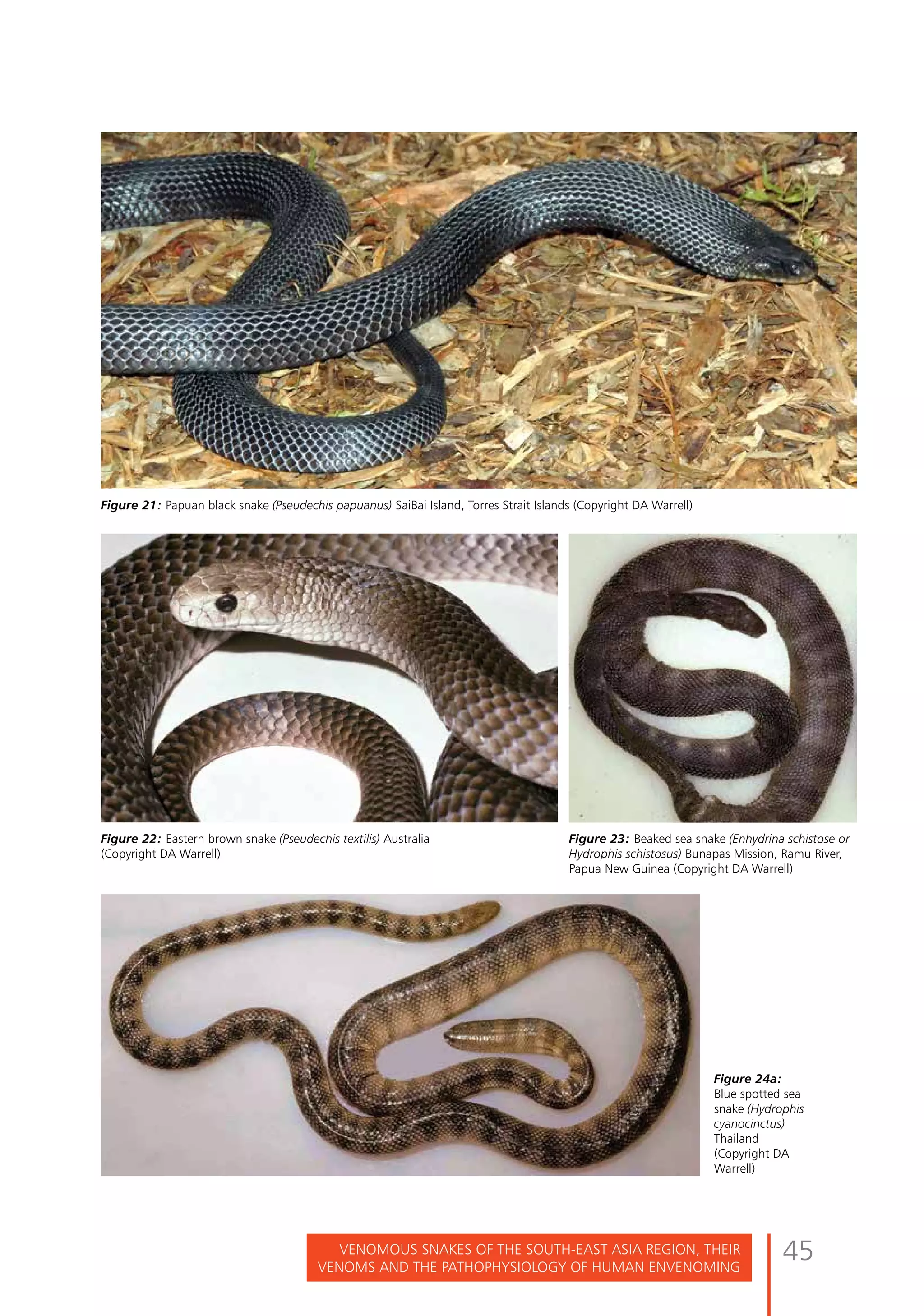 Snake bite who guidelines | PDF