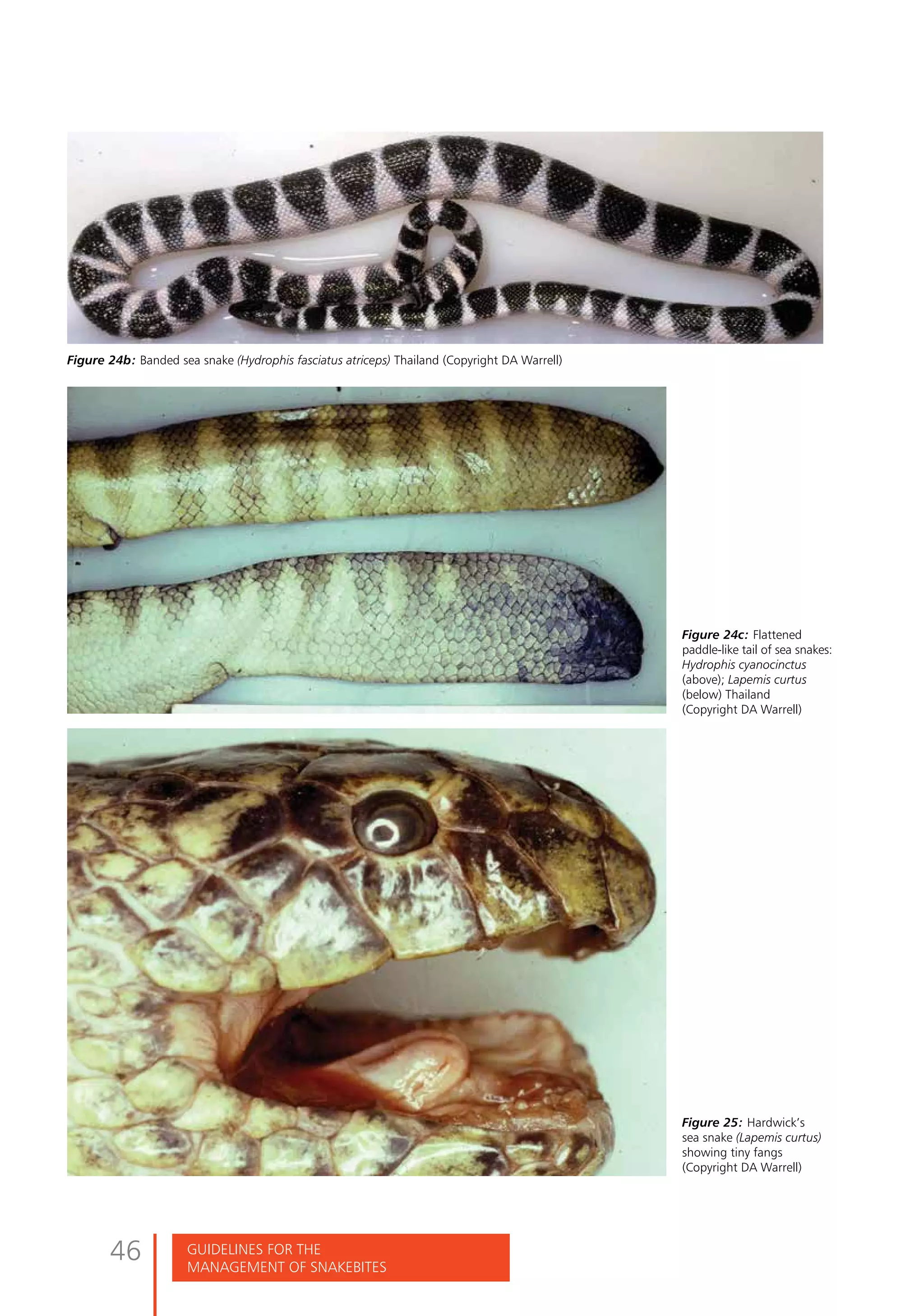 Snake bite who guidelines | PDF