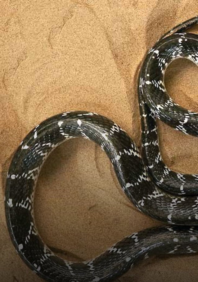 Snake bite who guidelines | PDF
