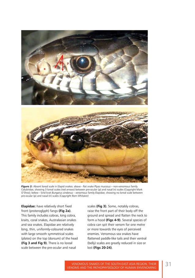 Snake bite who guidelines | PDF