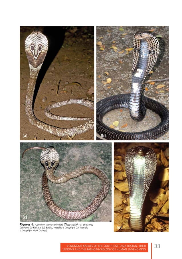Snake bite who guidelines | PDF