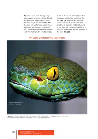 Snake bite who guidelines | PDF