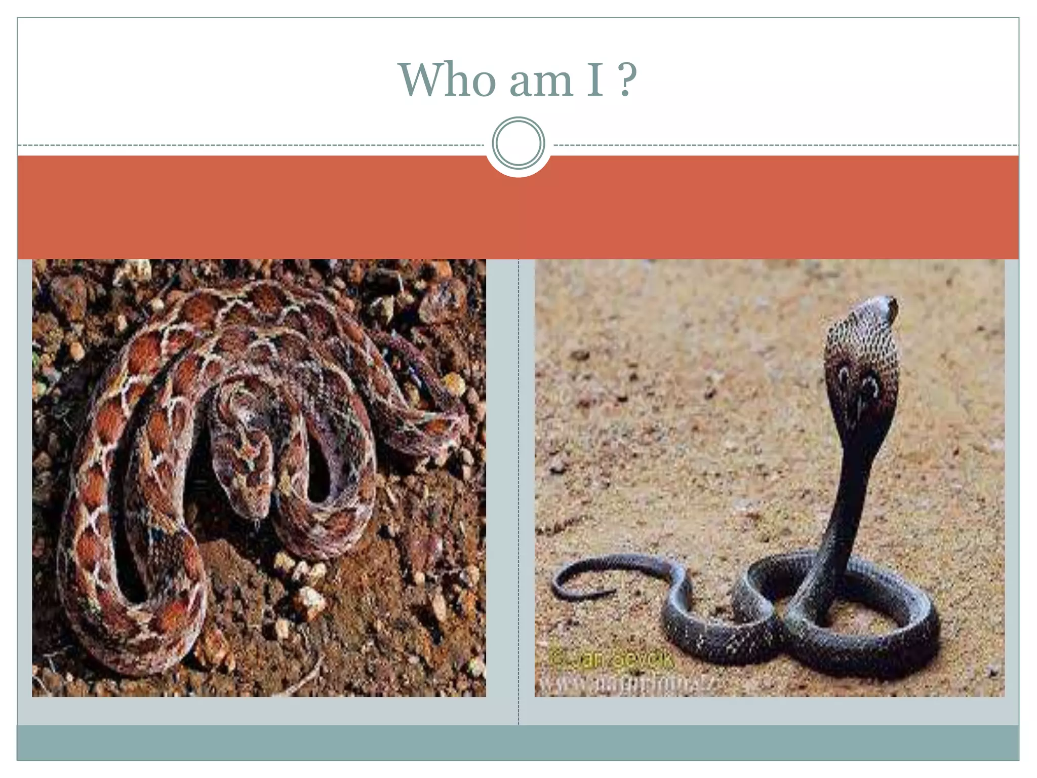 Snake Envenomation- Fundamentals | PPTX