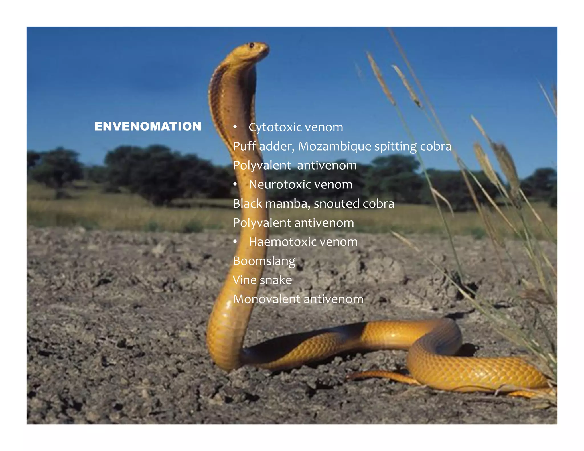 Snake Awareness | PDF