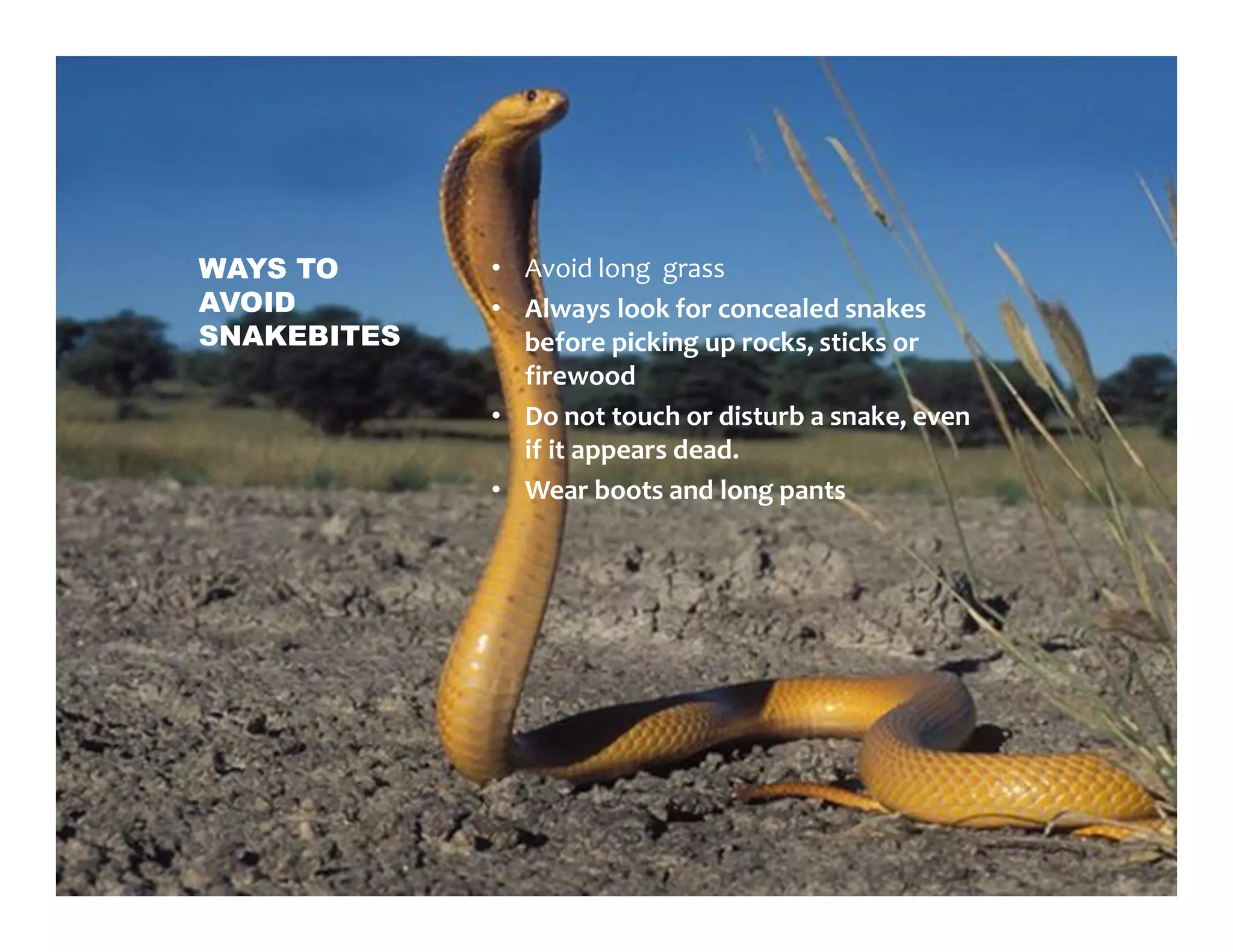 Snake Awareness | PDF
