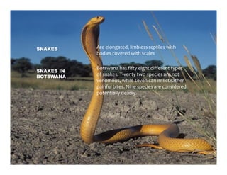 Snake Awareness | PDF